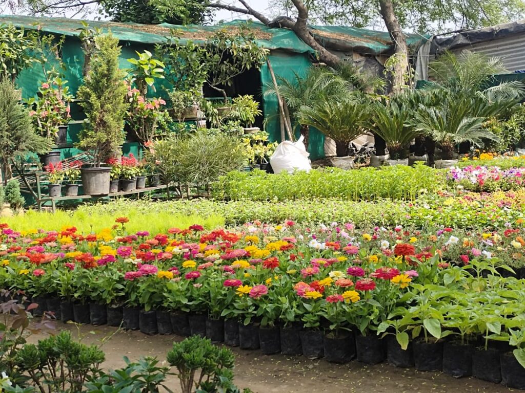 Nursery Near Me | wholesale plant nursery in Gurgaon/Delhi
